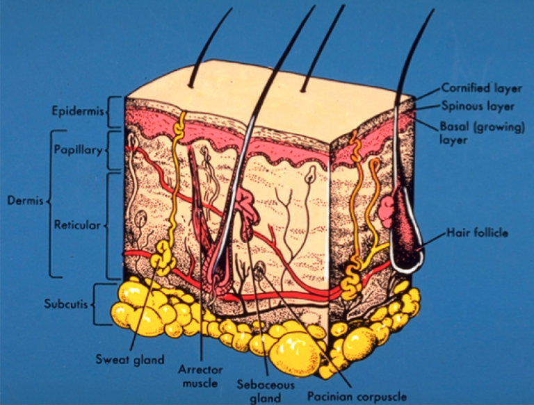 Skin-Chart | Beeson Cosmetic Surgery
